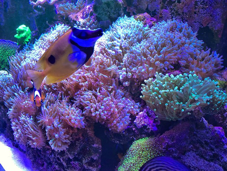 Anêmonas: Principais Cuidados em Aquários - Blog