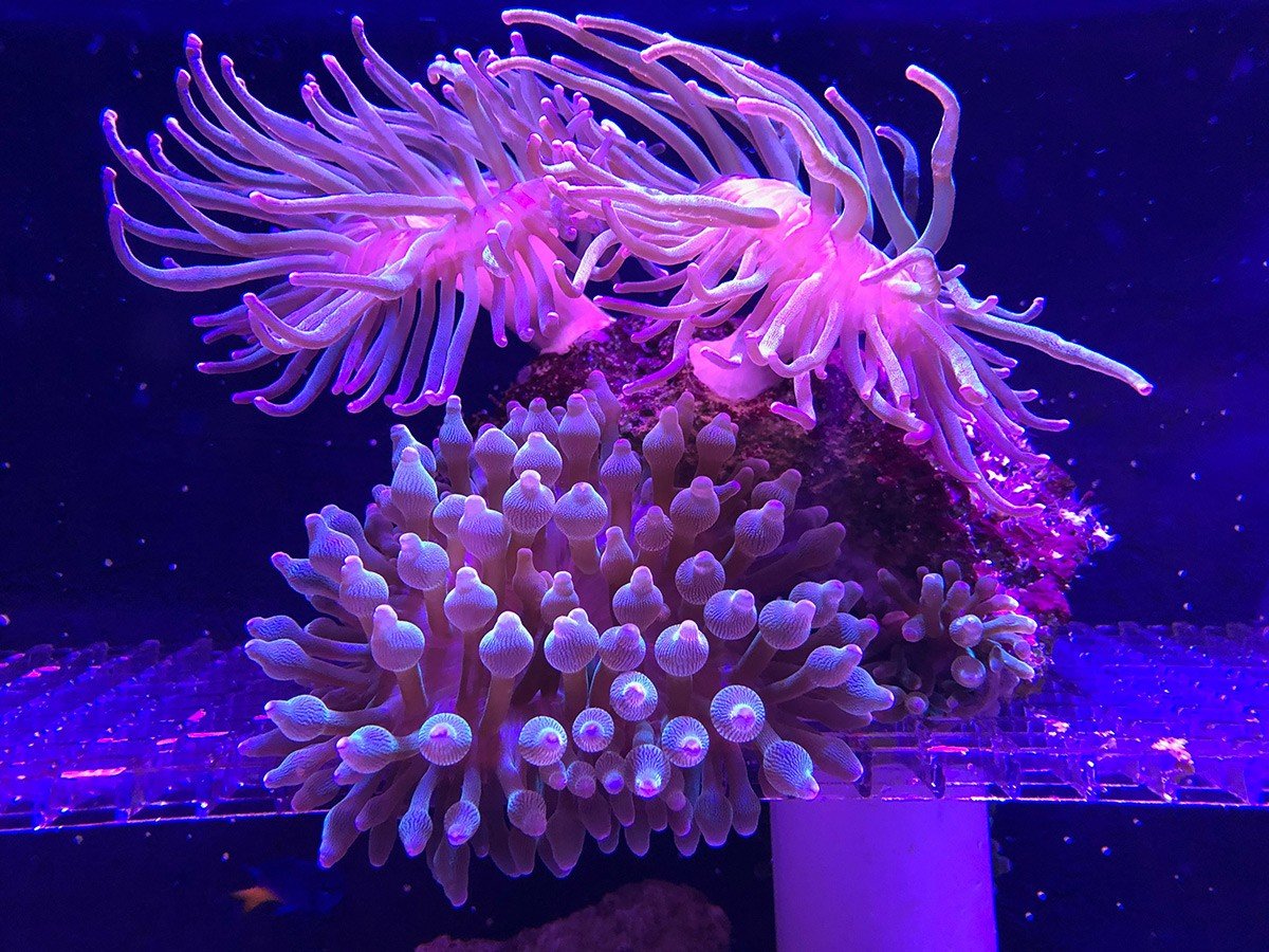 Especie De Anemona Do Mar Rosa Professor Descobre Espécie De Anêmona