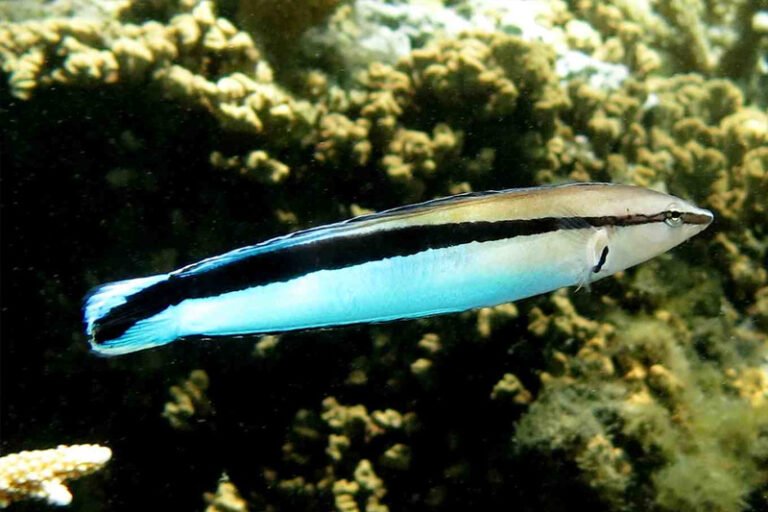 Peixe Neon do Aquário Marinho (Elacatinus Oceanops)